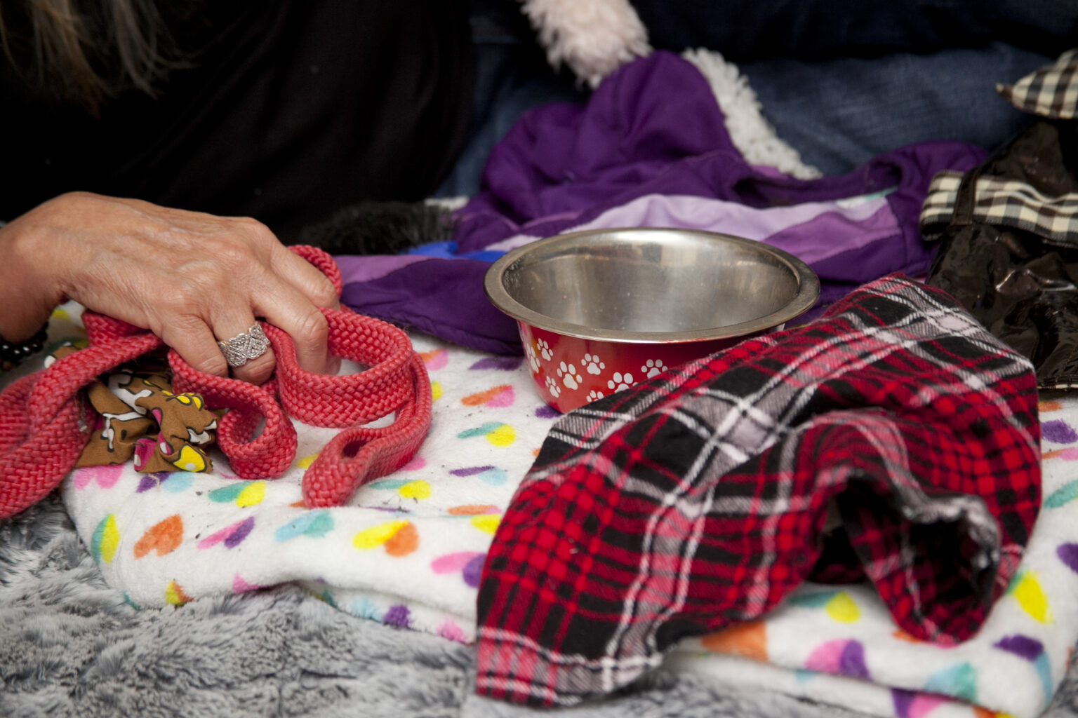 What Happens to Your Pet When You’re Arrested? - The Bail Project