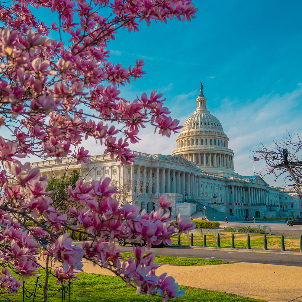 The Bail Project - Freedom should be free.